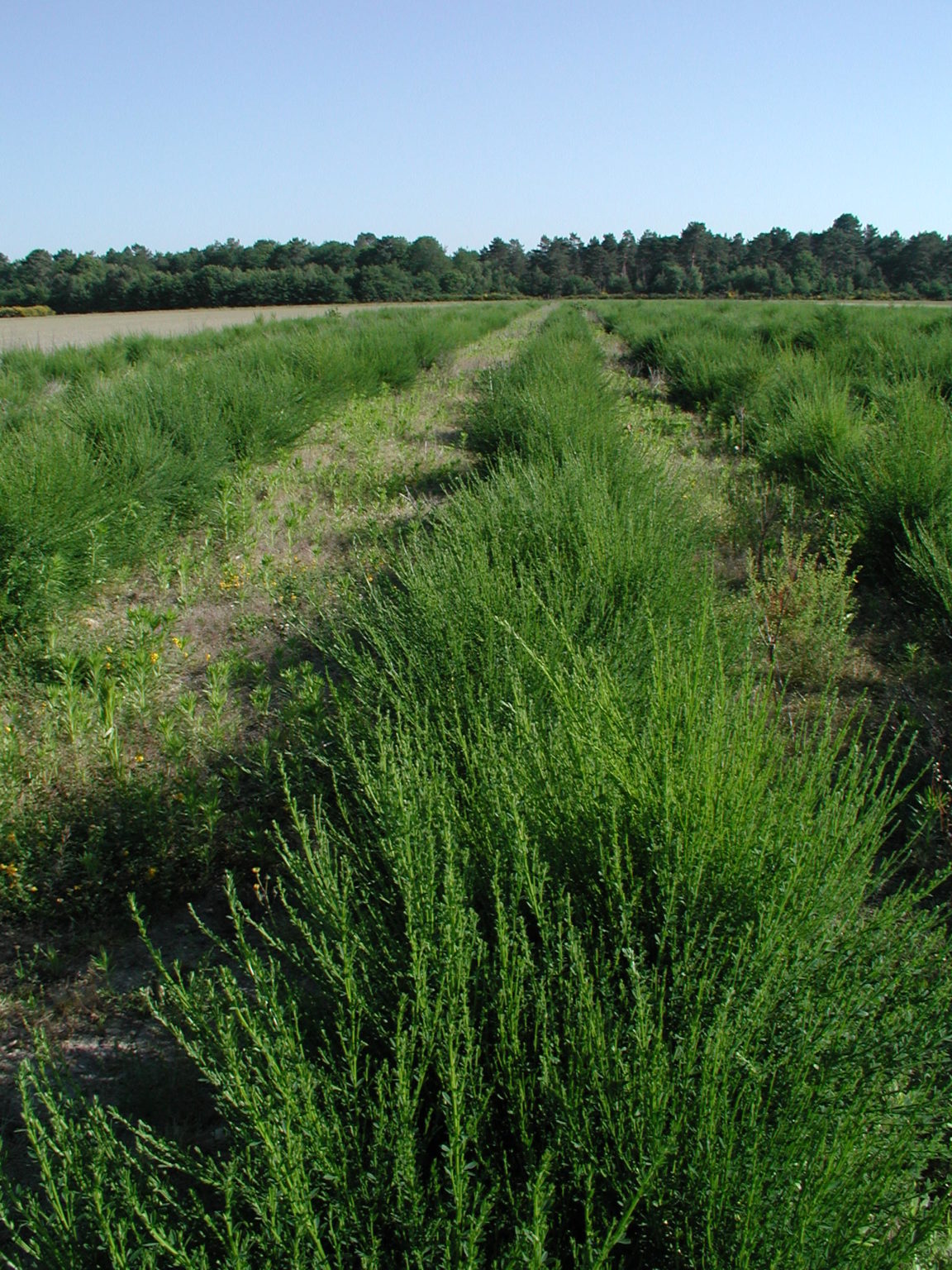 Genet - Astrid de Sologne, Miradors et aménagement du territoire
